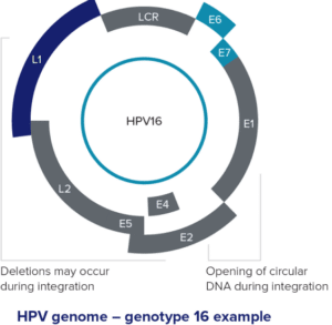 Aptima® HPV Assay | Hologic Women's Health